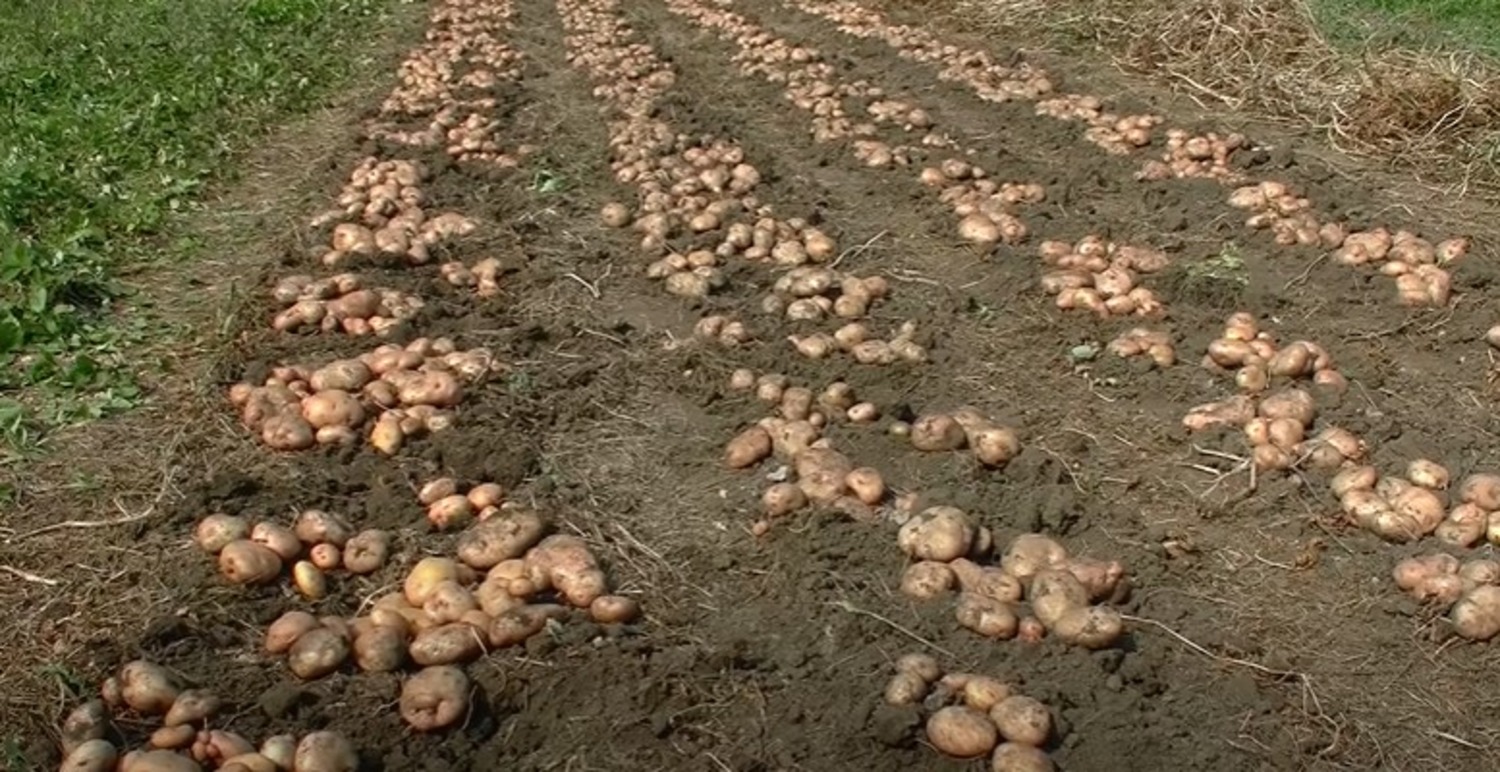 Цены на продукты в Украине за месяц средняя стоимость картофеля резко